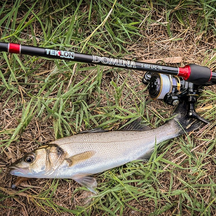 Teklon Domina rod - Grauvell